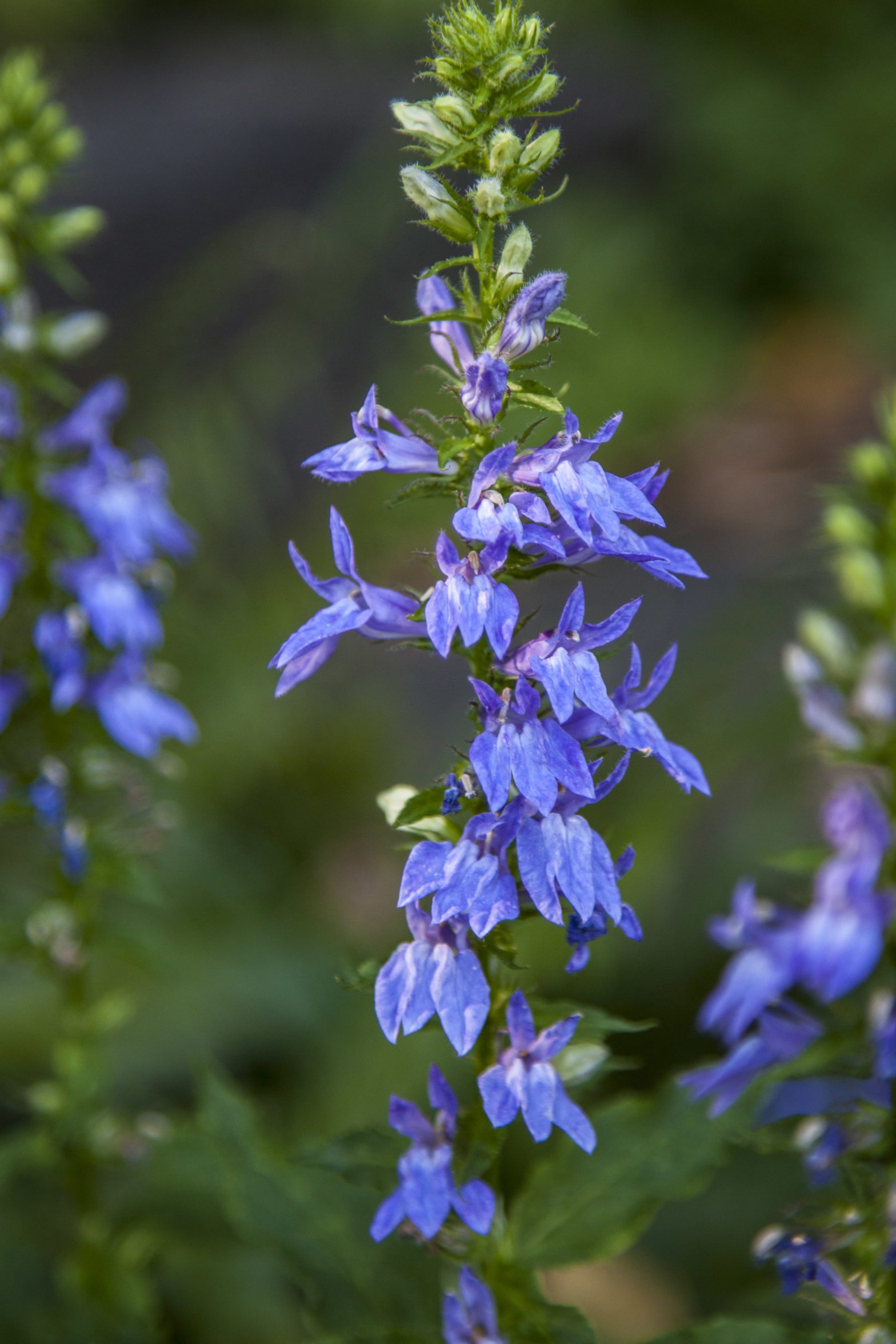 Winterthur Bloom Report 31 - Winterthur Museum, Garden & Library