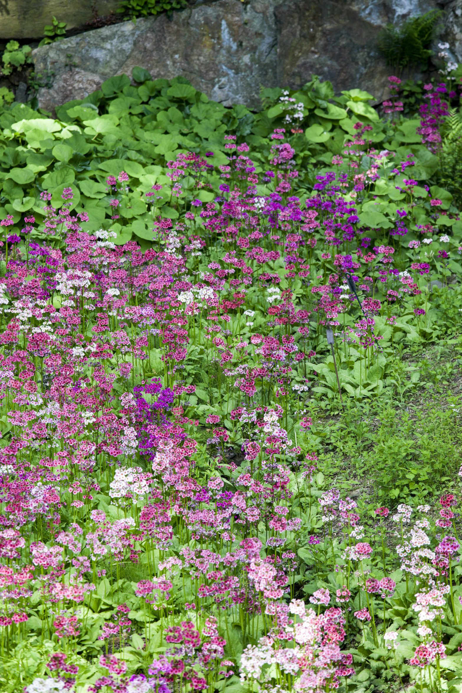 Winterthur Bloom Report 20 - Winterthur Museum, Garden & Library
