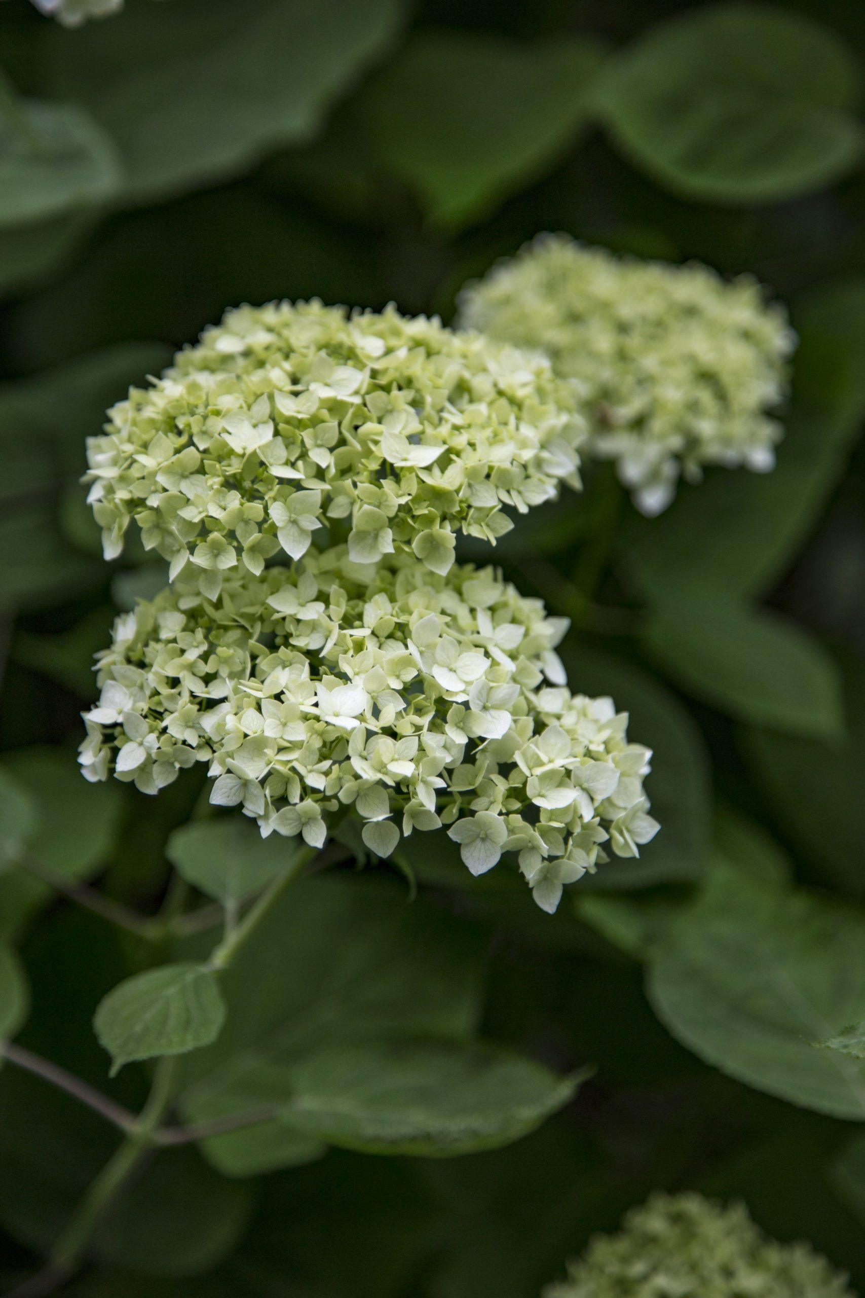 Winterthur Bloom Report 24 - Winterthur Museum, Garden & Library