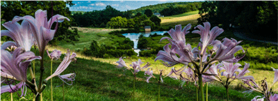 Ann Lowe: American Couturier - Winterthur Museum, Garden & Library