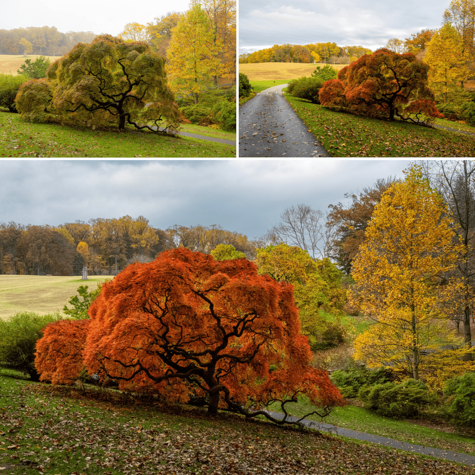 How to Photograph Fall at Winterthur - Winterthur Museum, Garden & Library