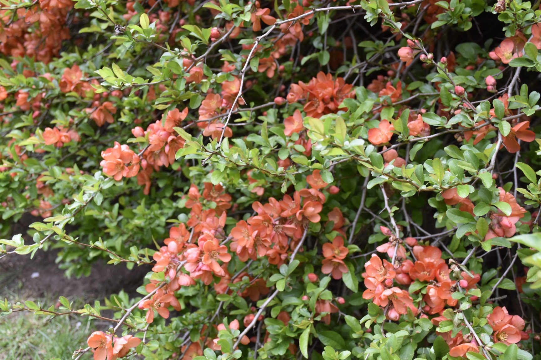Buxus Japonica Julia Jane