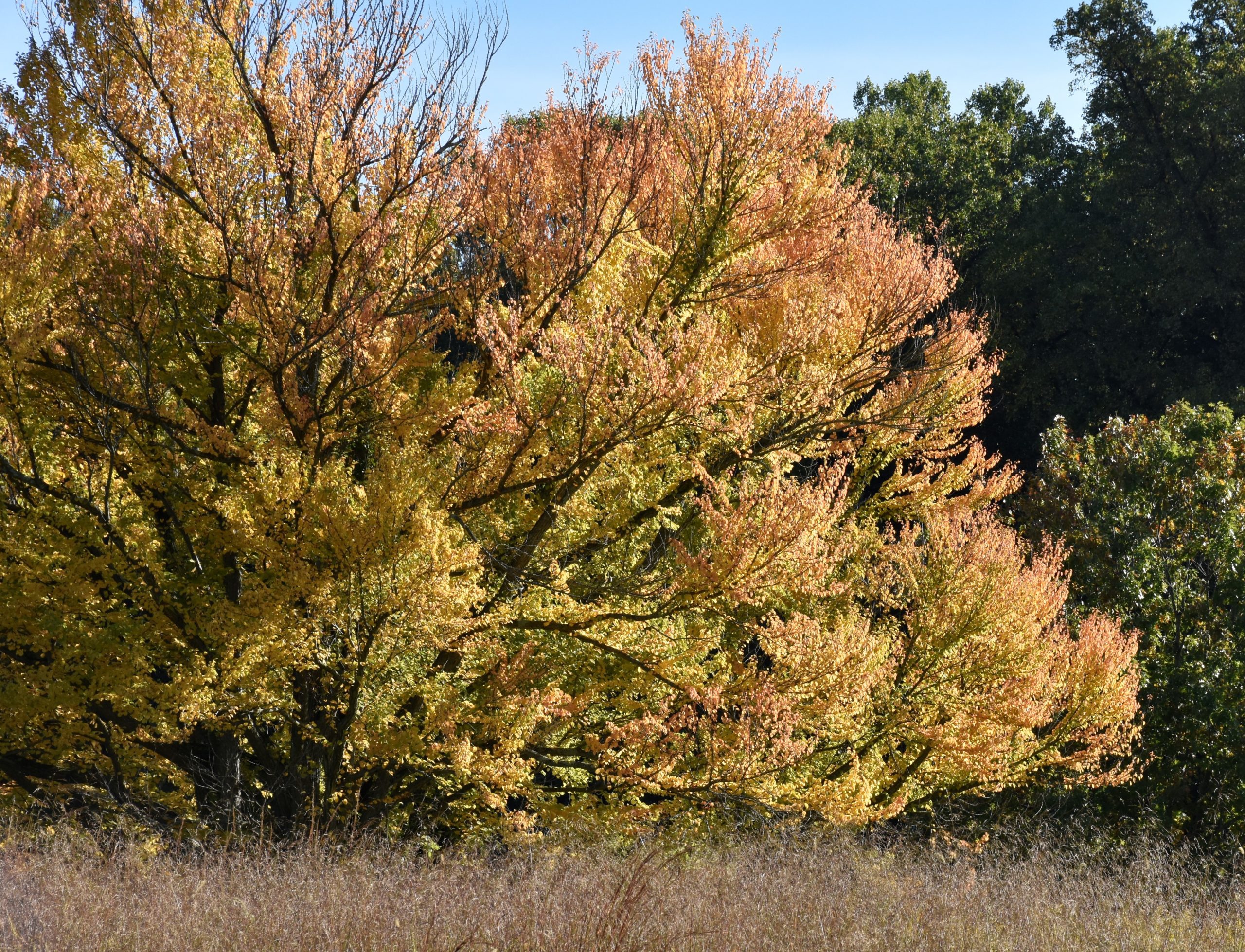Winterthur Bloom Report 41 - Winterthur Museum, Garden & Library