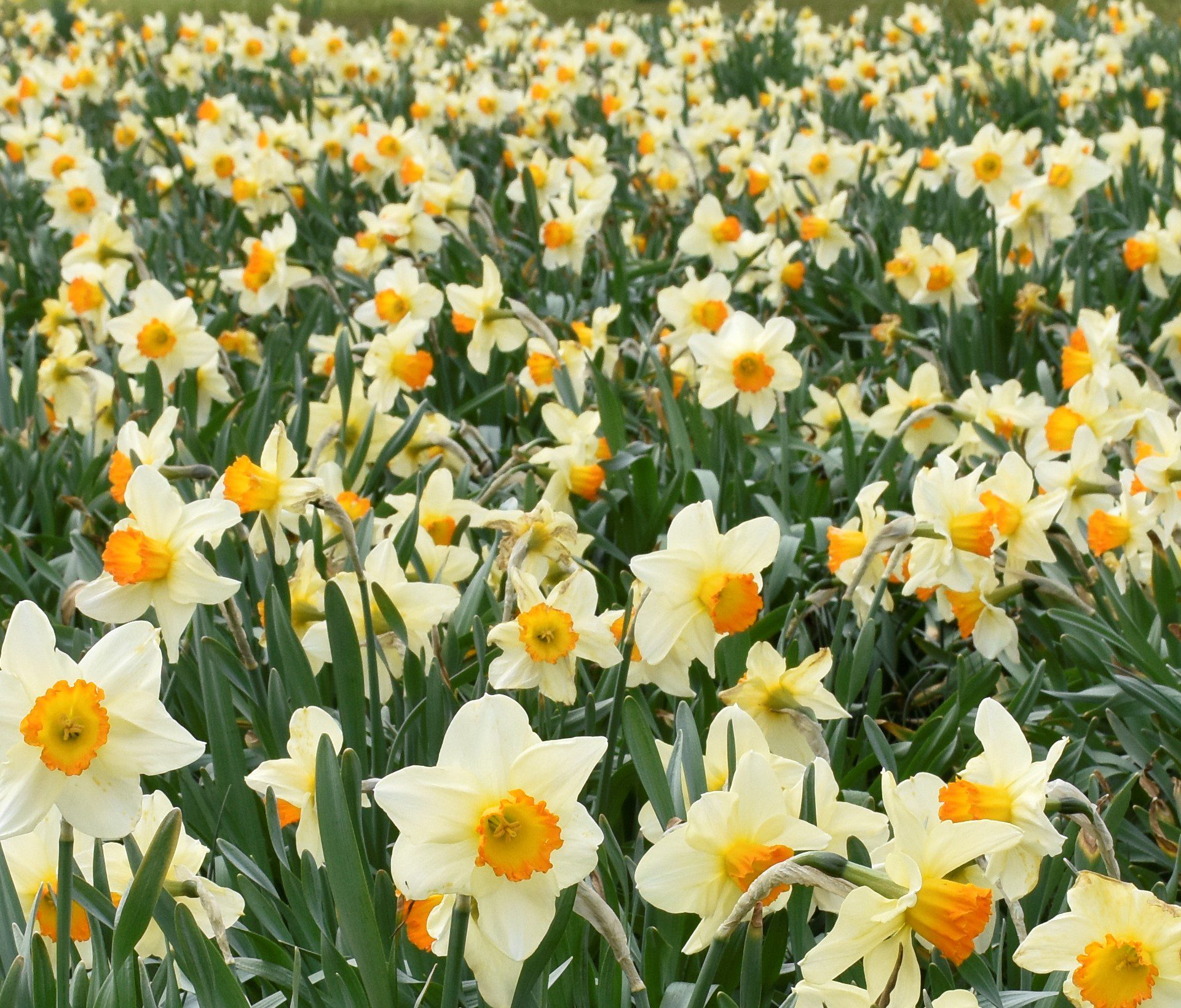 Winterthur Bloom Report #14 - Winterthur Museum, Garden & Library