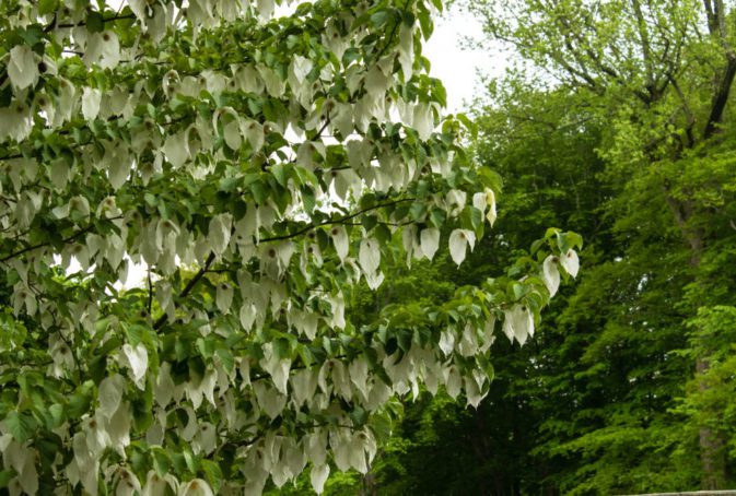 Plan Your Visit - Winterthur Museum, Garden & Library