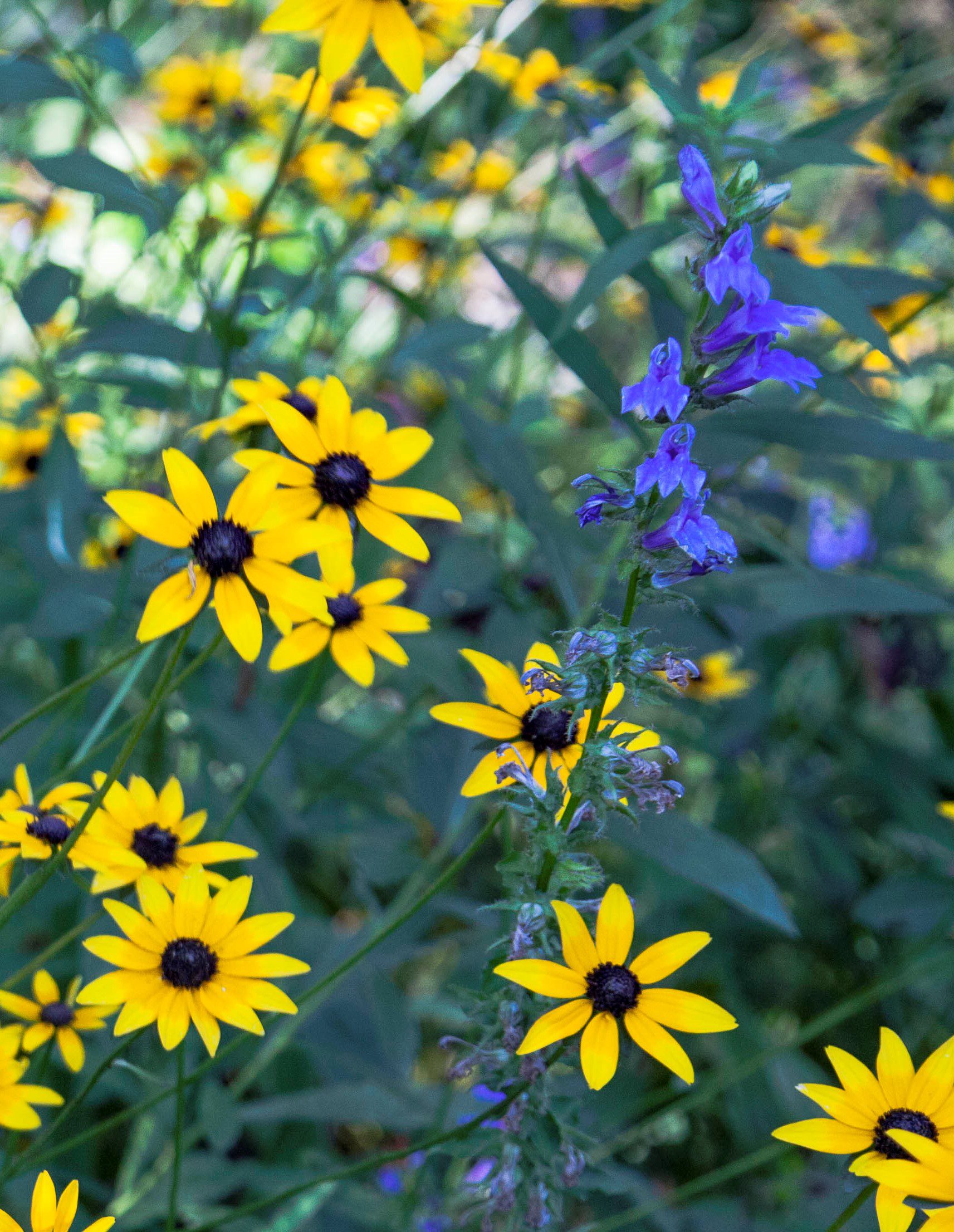 Winterthur Bloom Report 35 - Winterthur Museum, Garden & Library