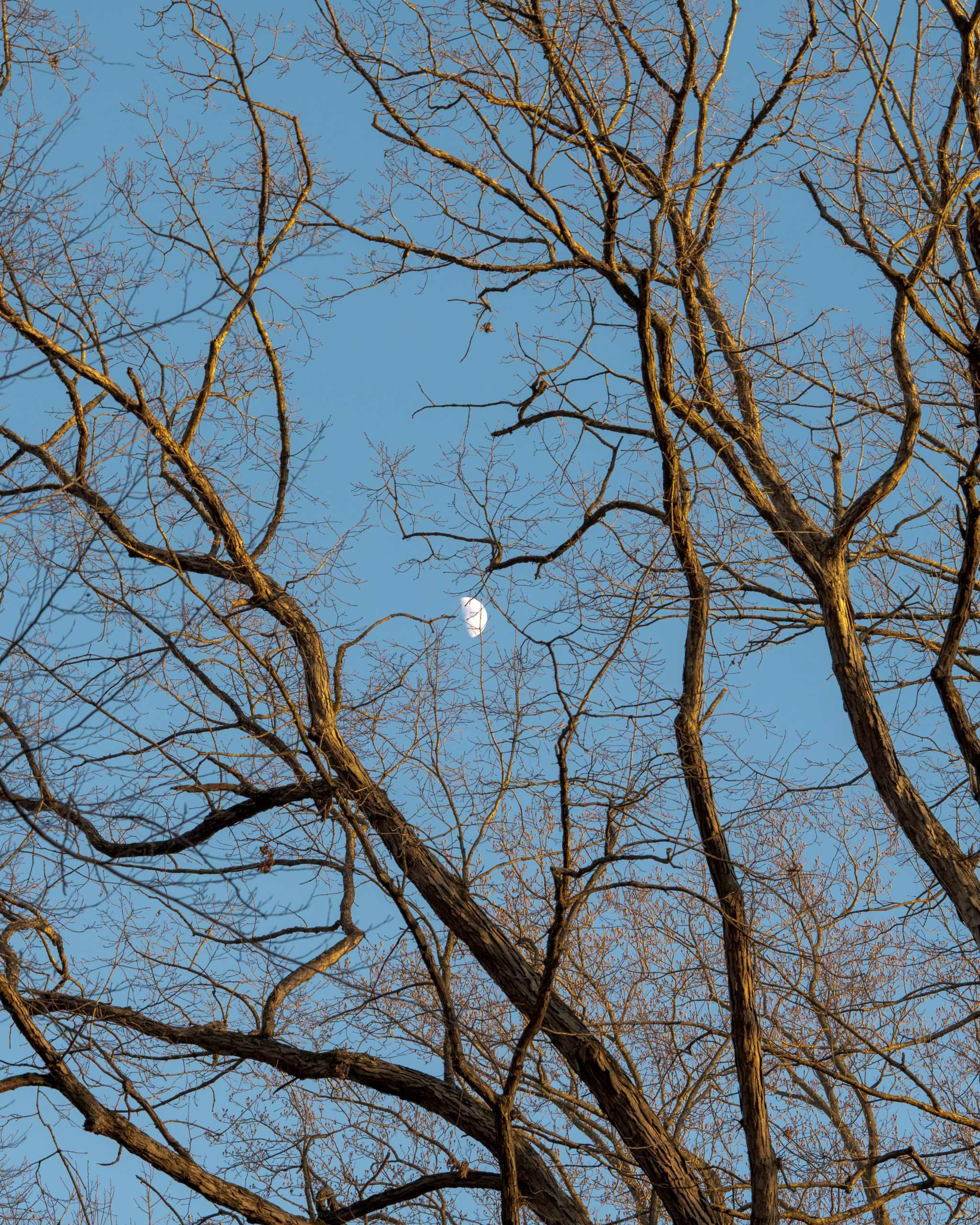 Winterthur Bloom Report 01 - Winterthur Museum, Garden & Library