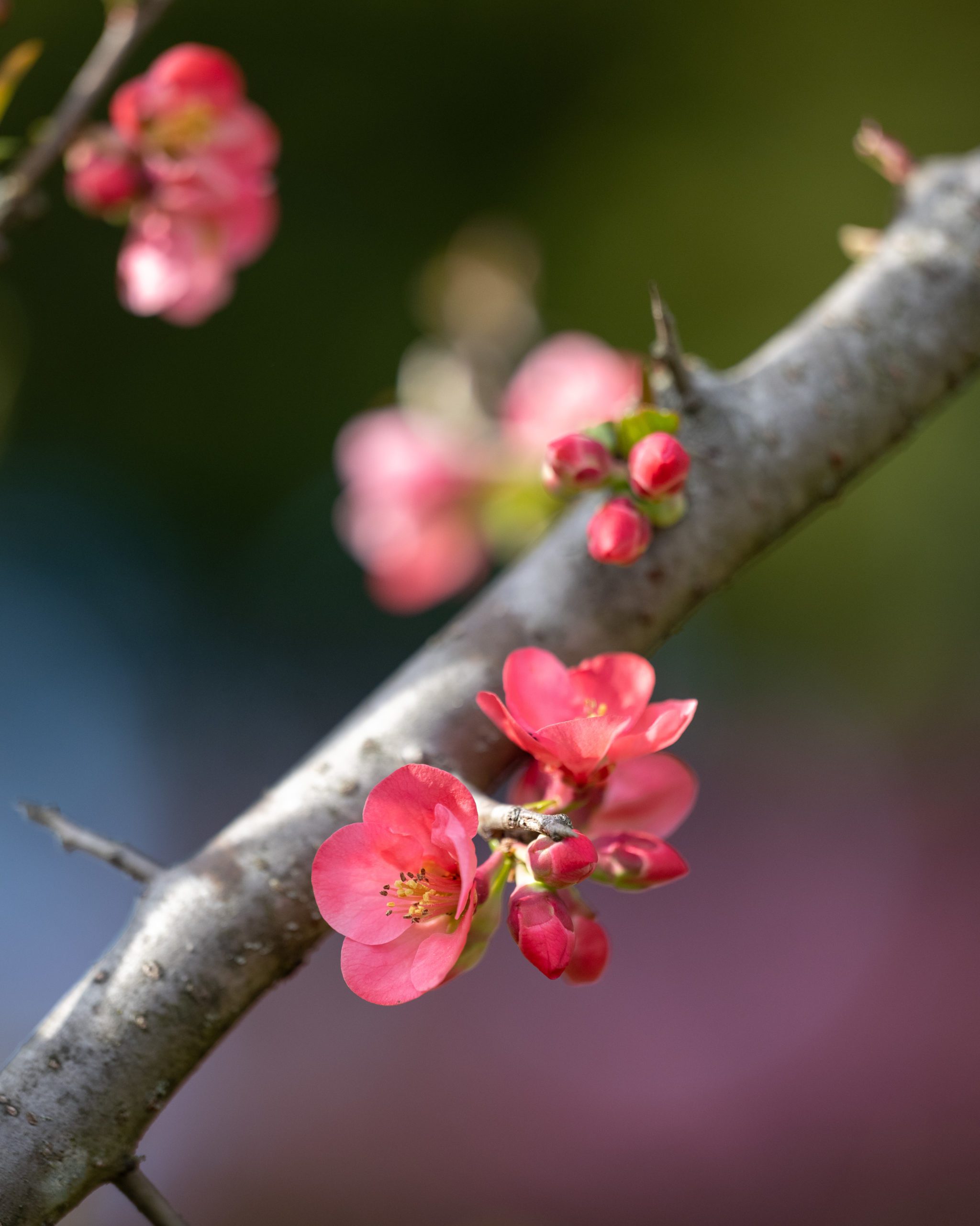 Winterthur Bloom Report #10 - Winterthur Museum, Garden & Library