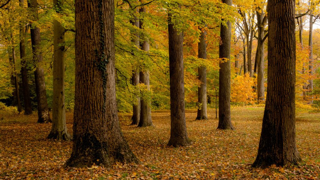 How to Photograph Fall at Winterthur - Winterthur Museum, Garden & Library