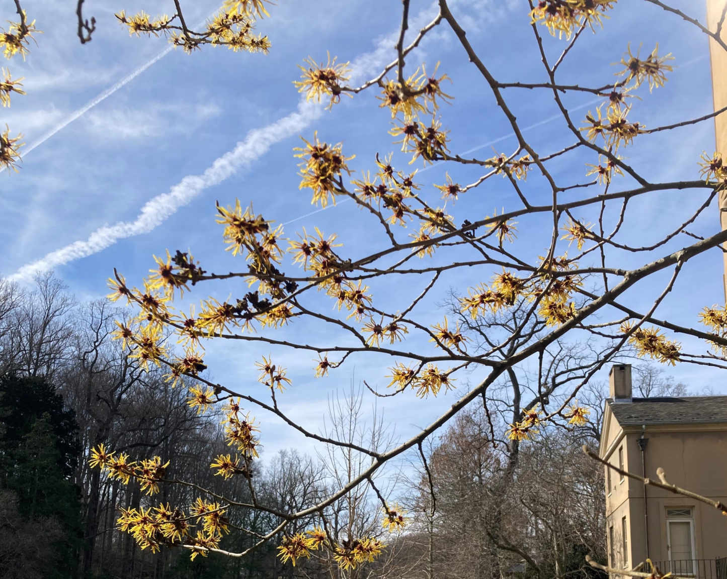 Winterthur Bloom Report - Winterthur Museum, Garden & Library