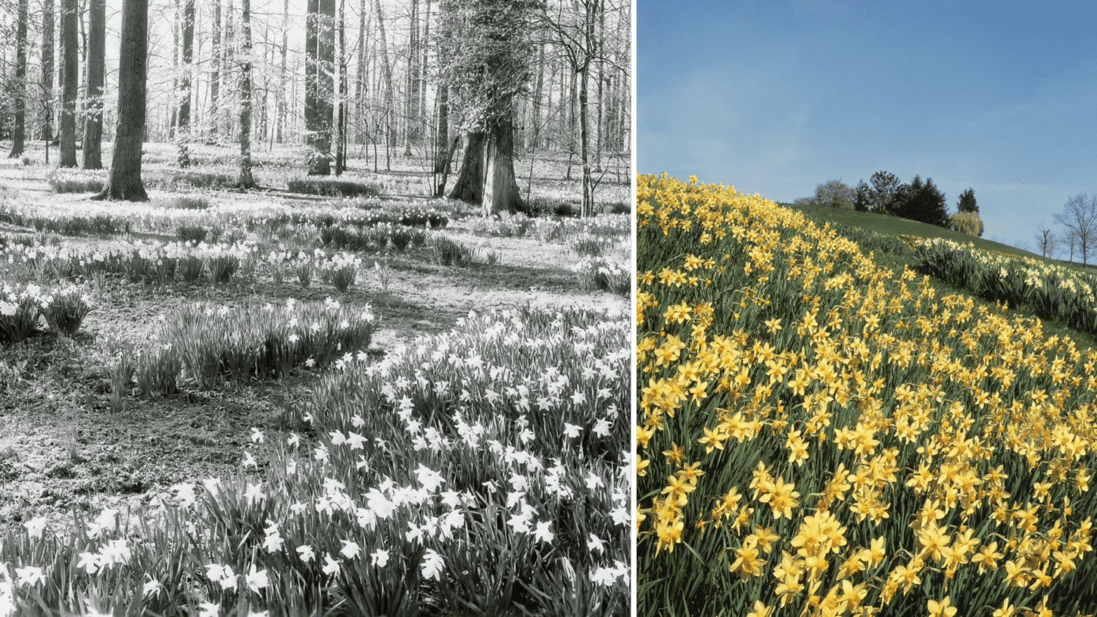120 Years of Daffodils - Winterthur Museum, Garden & Library