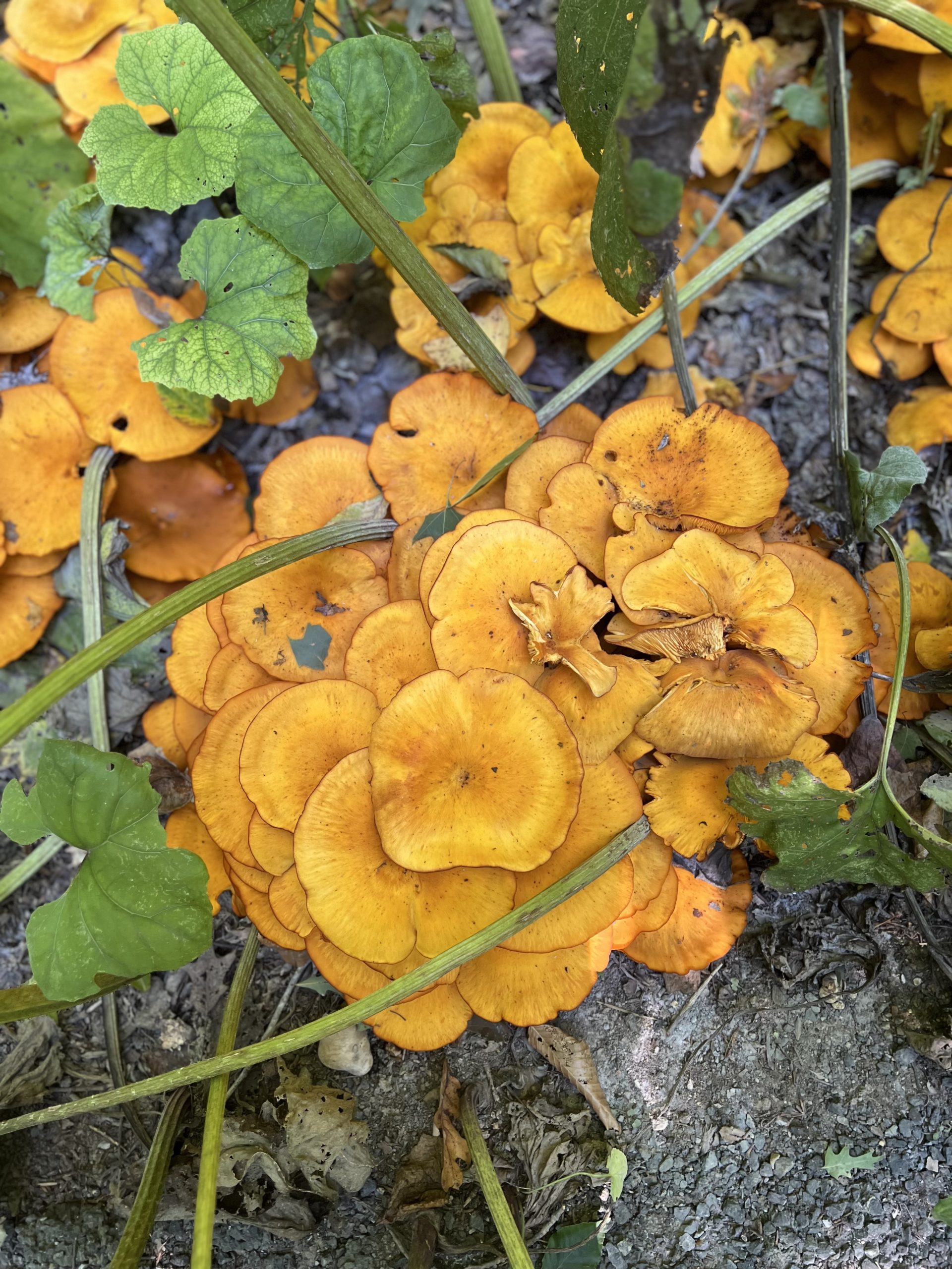 Winterthur Bloom Report 38 - Winterthur Museum, Garden & Library