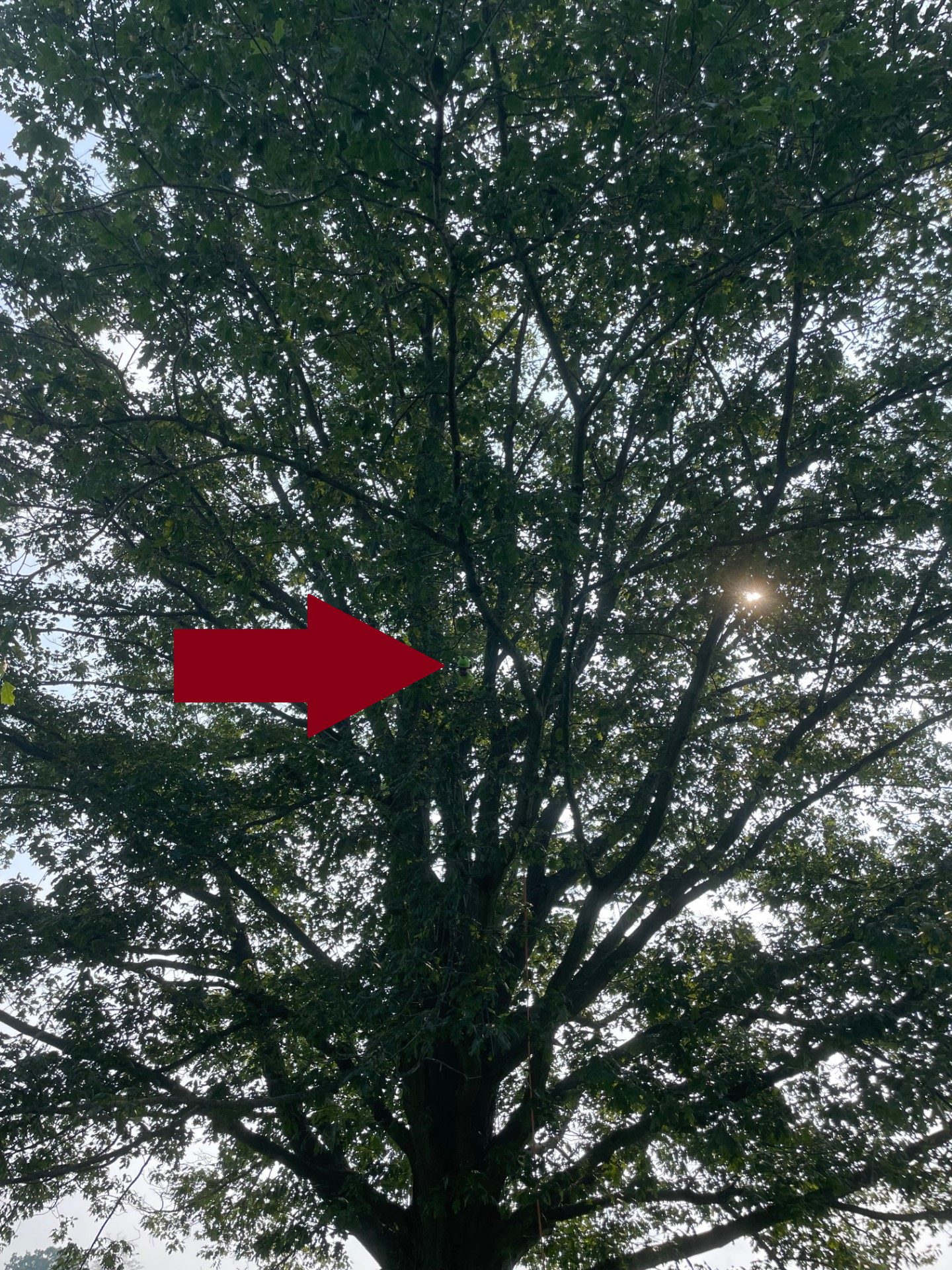 Learning the Ropes - Winterthur Museum, Garden & Library