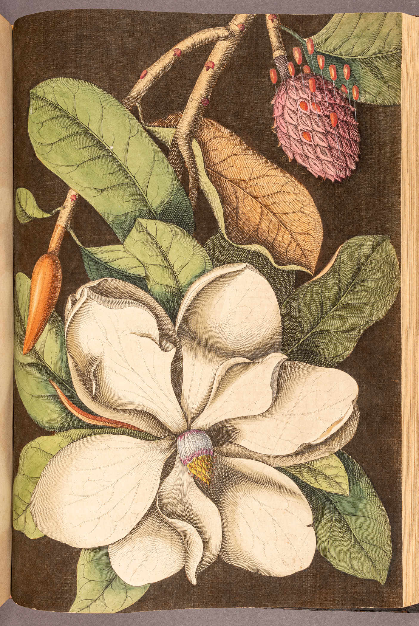 Bright Red or Scarlet? - Winterthur Museum, Garden & Library