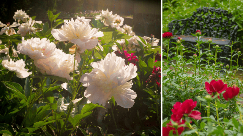 The Peony Garden - Winterthur Museum, Garden & Library