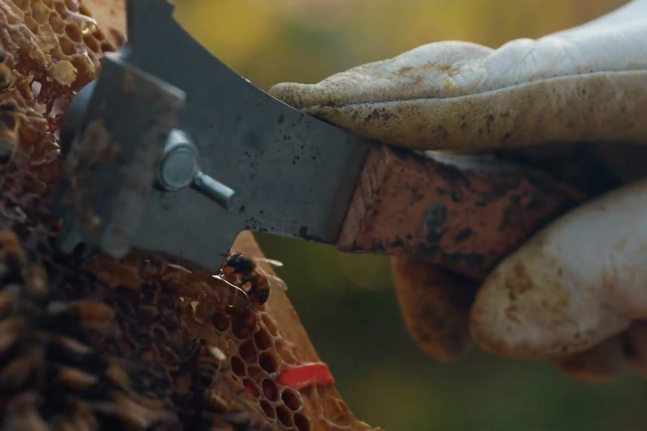 Delicious Innovation: Beekeeping at Winterthur - Winterthur Museum ...