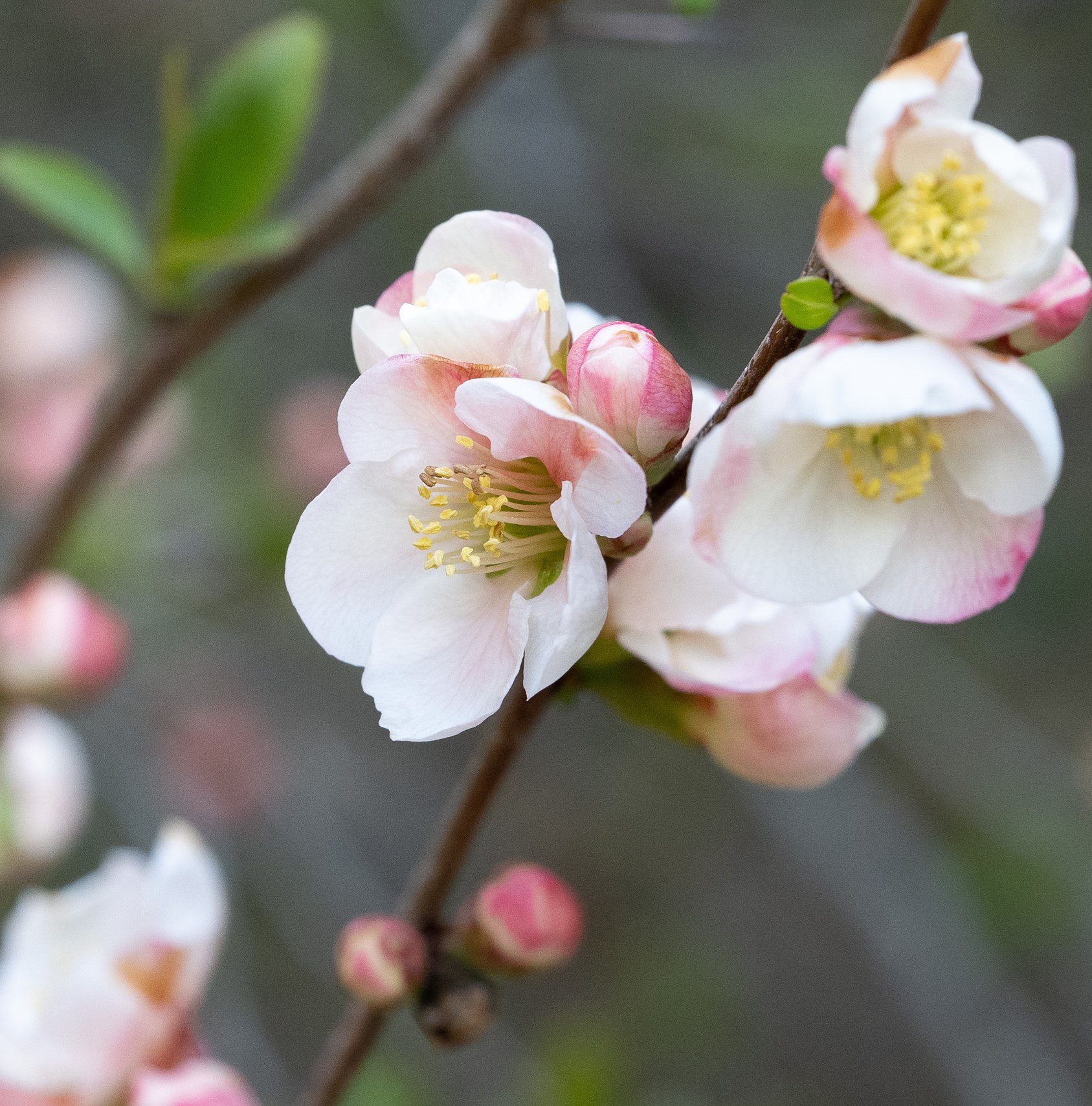 Winterthur Bloom Report #13 - Winterthur Museum, Garden & Library
