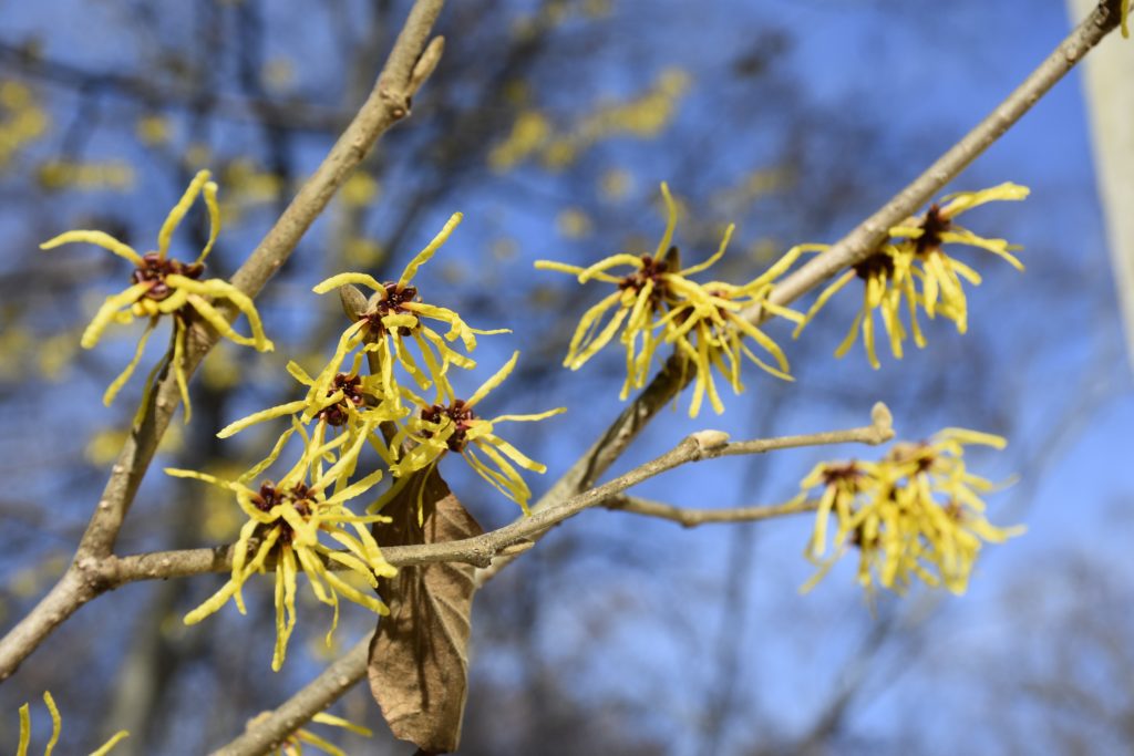 Upcoming Events – Winterthur Museum, Garden & Library