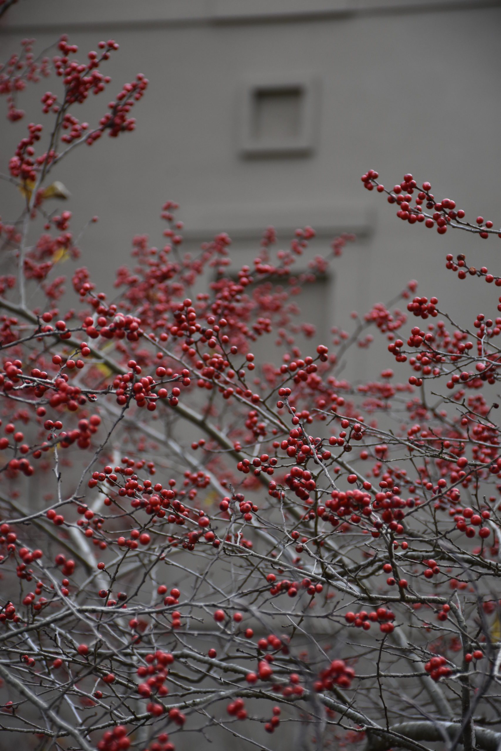 Winterthur Bloom Report 47 - Winterthur Museum, Garden & Library