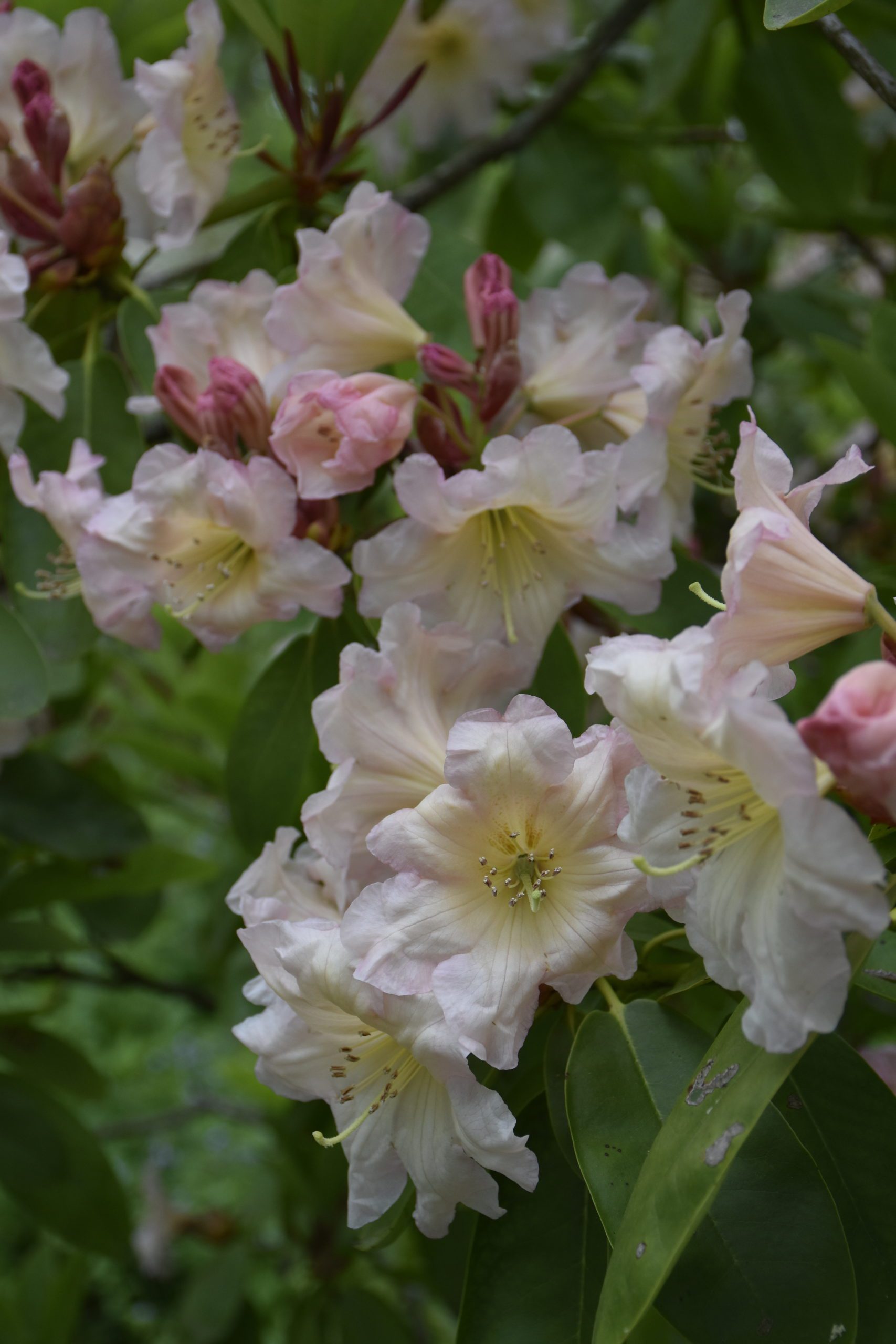 Winterthur Bloom Report - Winterthur Museum, Garden & Library