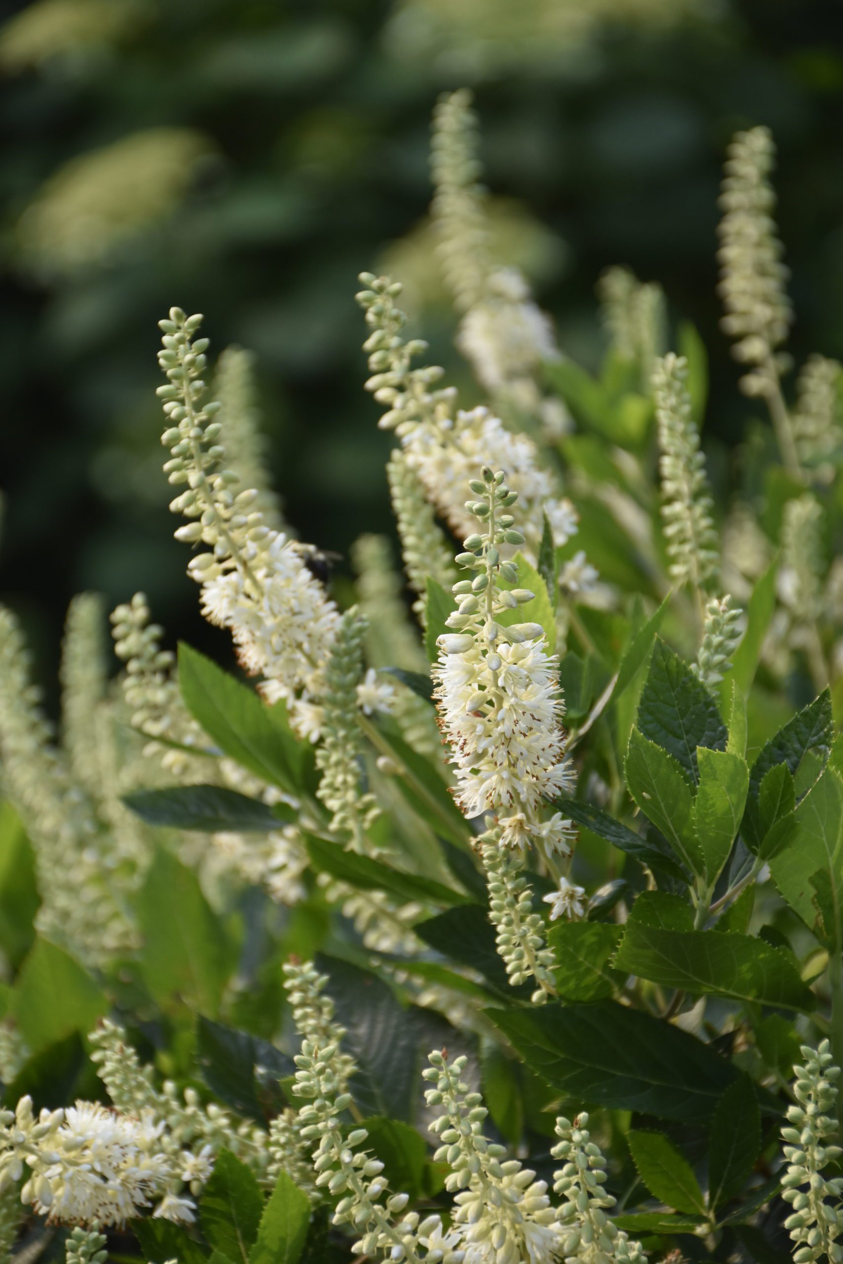 Winterthur Bloom Report 29 - Winterthur Museum, Garden & Library