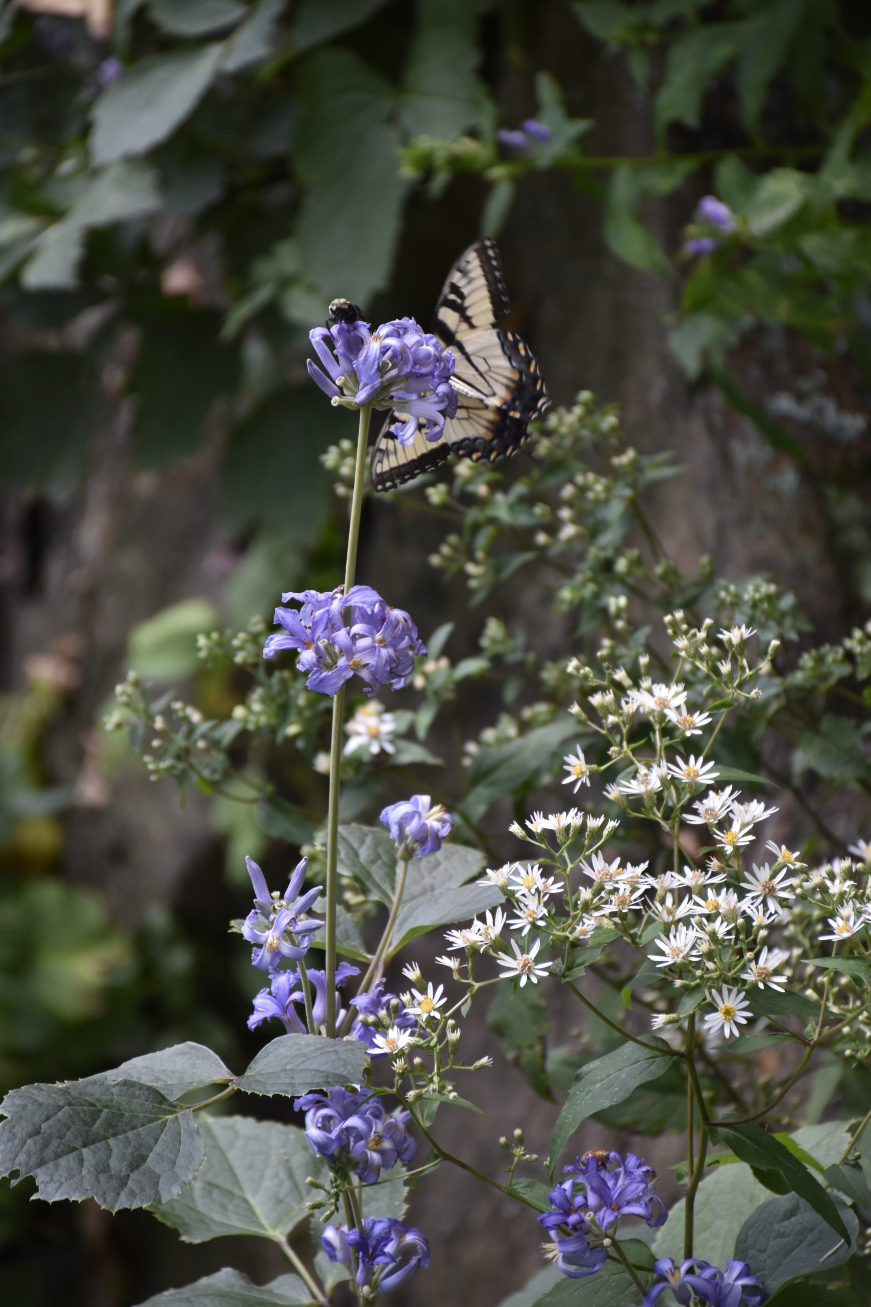 Winterthur Bloom Report 36 - Winterthur Museum, Garden & Library