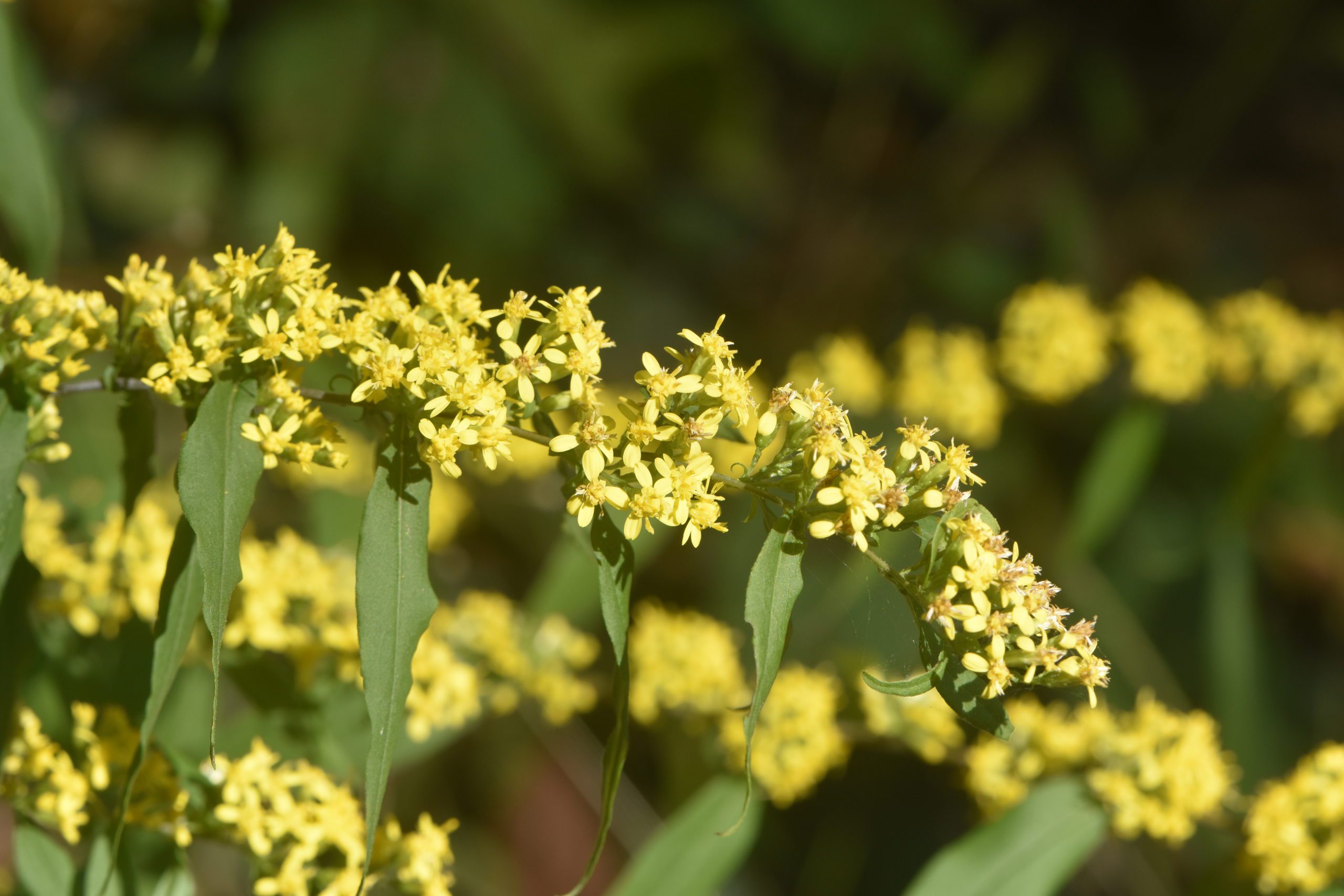 Winterthur Bloom Report 39 - Winterthur Museum, Garden & Library