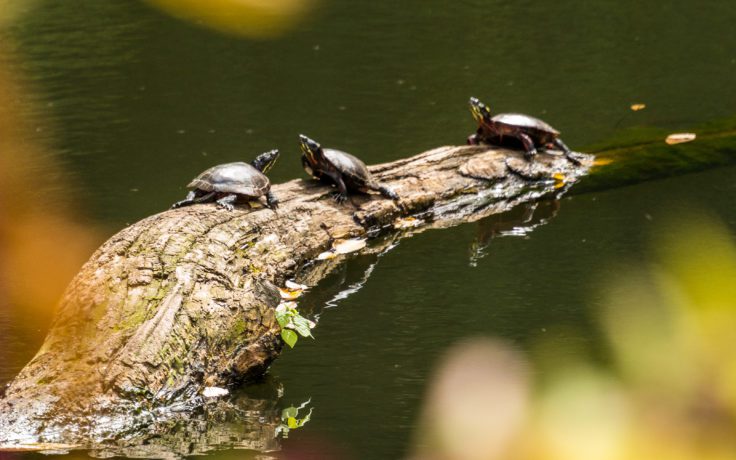 Upcoming Events – Winterthur Museum, Garden & Library