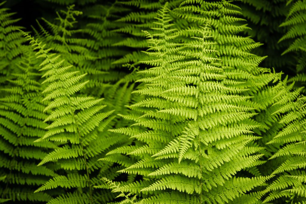 Garden & Estate Insider: Fabulous Ferns in the Garden Walk - Winterthur ...
