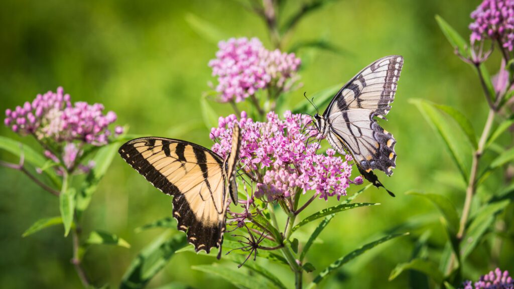 Garden & Estate Insider: Pollinators at Winterthur - Winterthur Museum ...