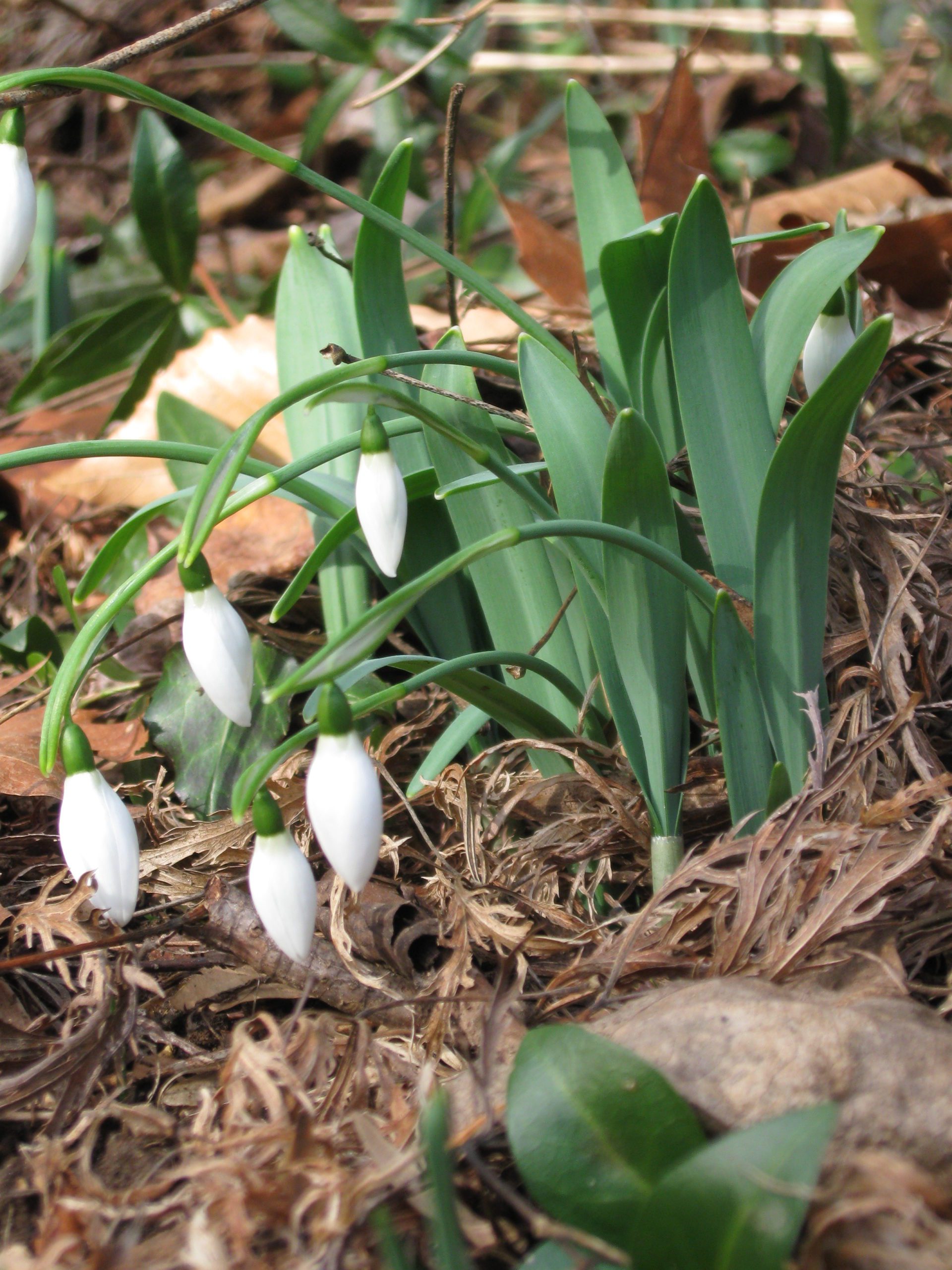 Winterthur Bloom Report 51 - Winterthur Museum, Garden & Library