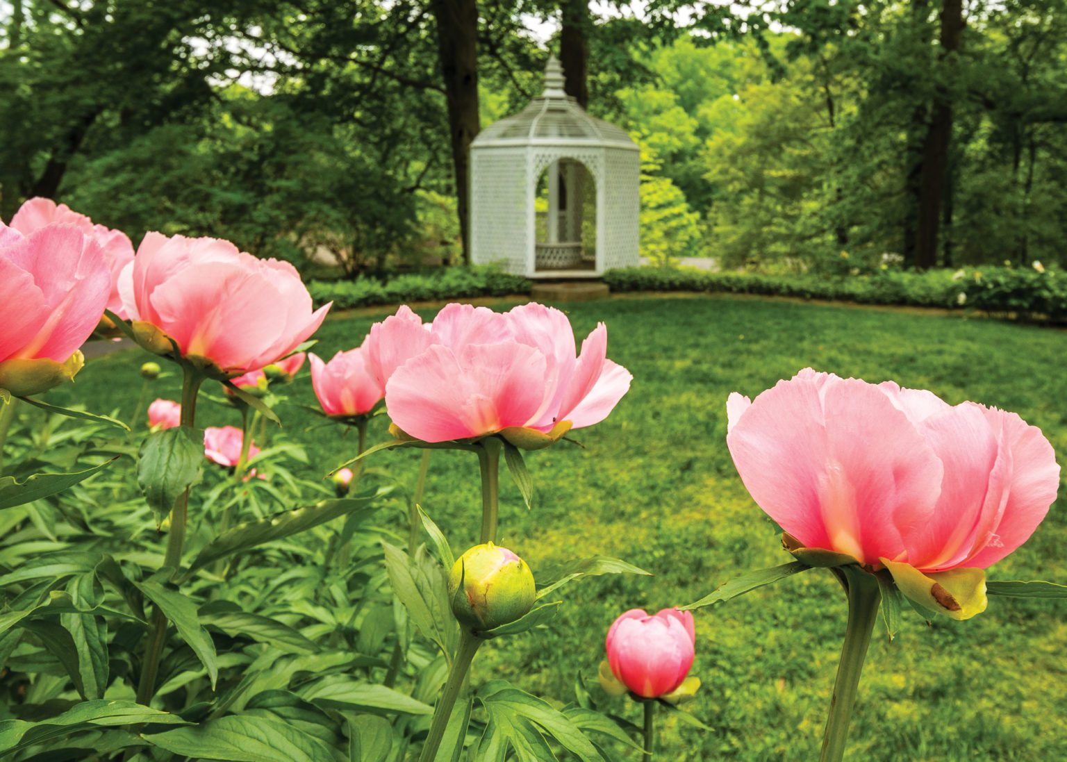 The Peony Garden - Winterthur Museum, Garden & Library